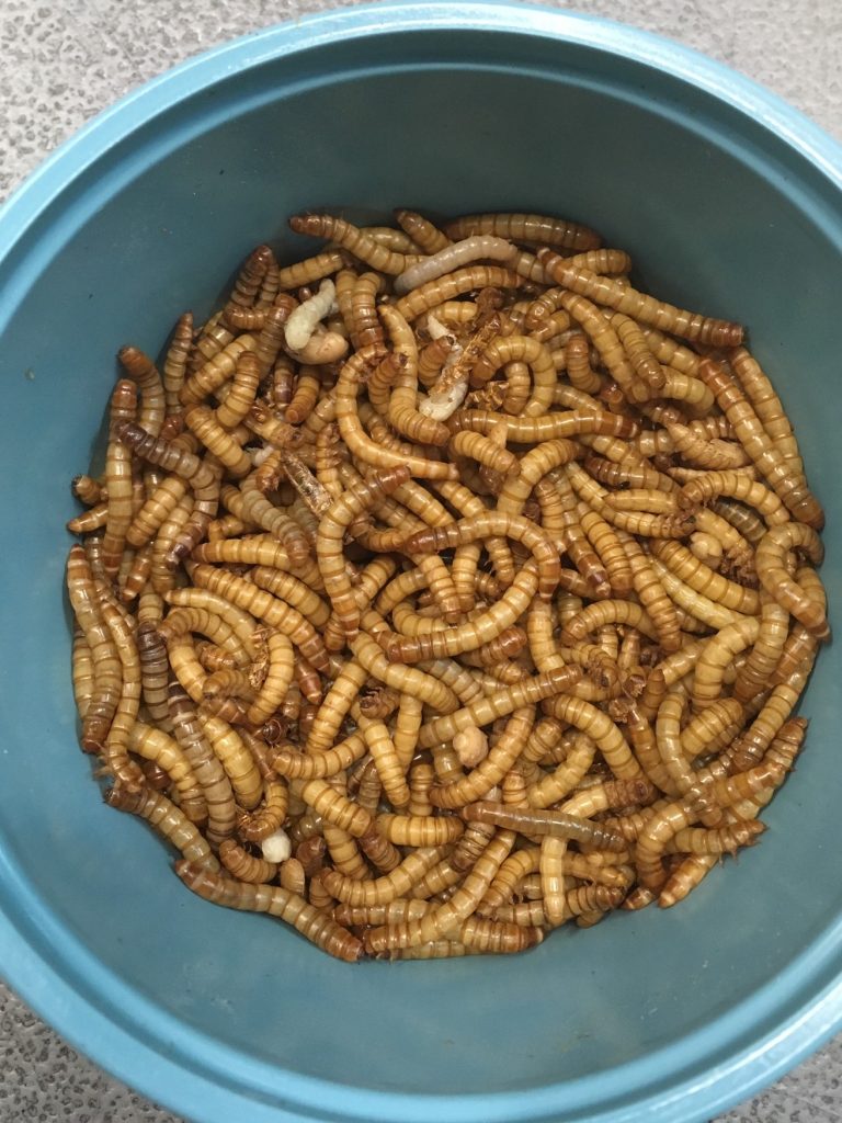 Live Mealworms Bird Ready TM Live Mealworms Bird Ready TM
