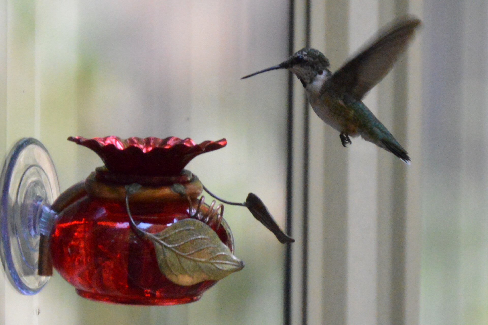 Sadly, The Hummingbirds Have Left – Bird Ready(TM)